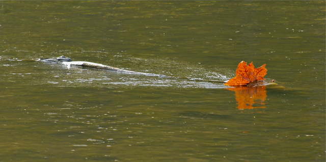 Riverdaze…: AUTUMN FLOATING DOWN-RIVER