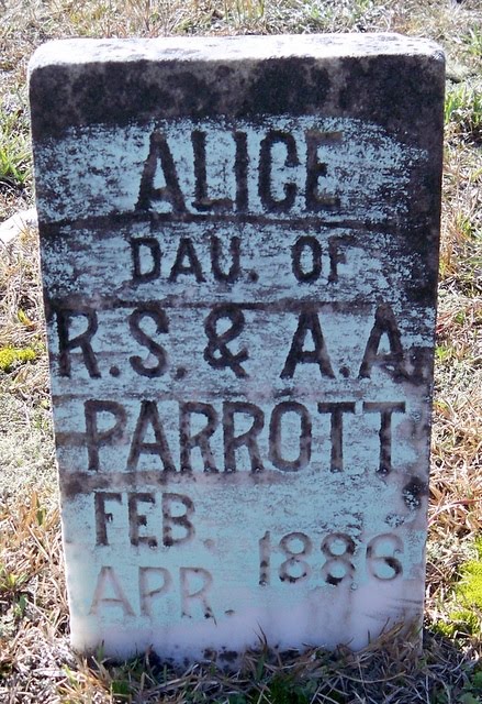 A Tree Full Of Parrott's ~ Untangling the Roots: A Perrott Landed in ...