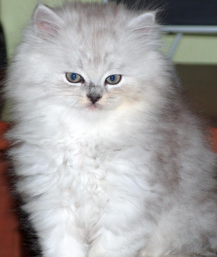 Fotos de gatos de angora bebés - Imagui