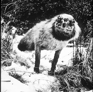 Ximeno: Joan Fontcuberta