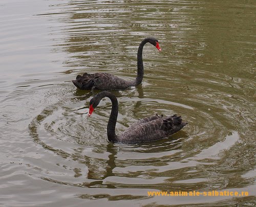 Poze cu ......: Poze cu Pasari