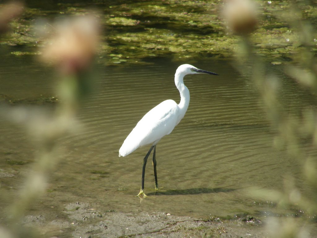 Poze cu ......: Poze cu Pasari