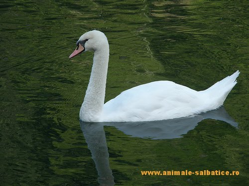 Poze cu ......: Poze cu Pasari