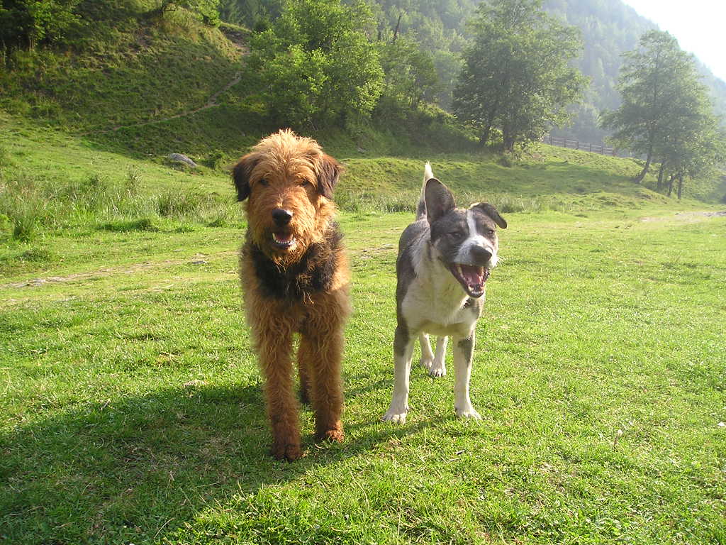 Poze cu ......: POZE CU CAINI SI CATEI