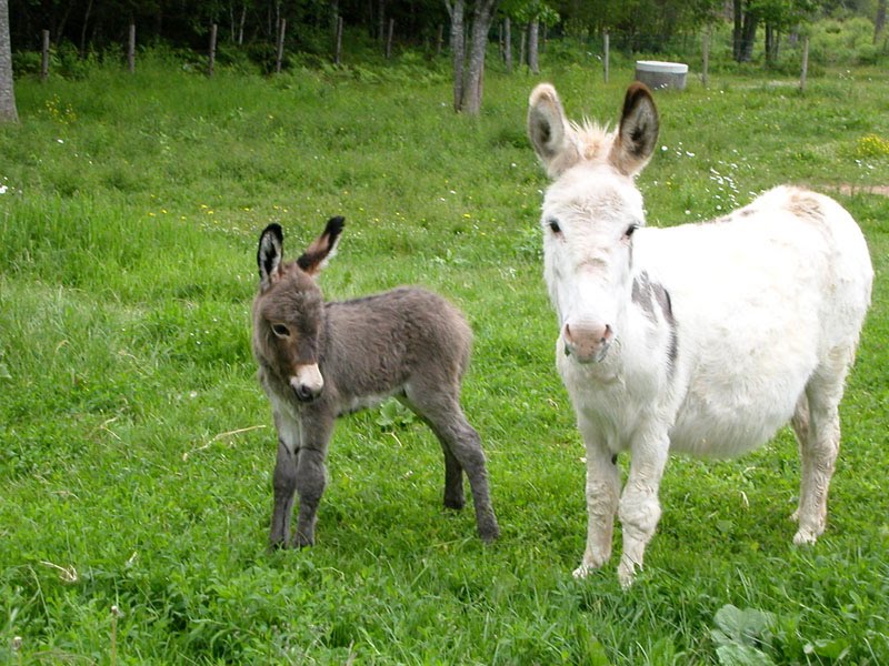 Poze cu ......: POZE CU ANIMALE