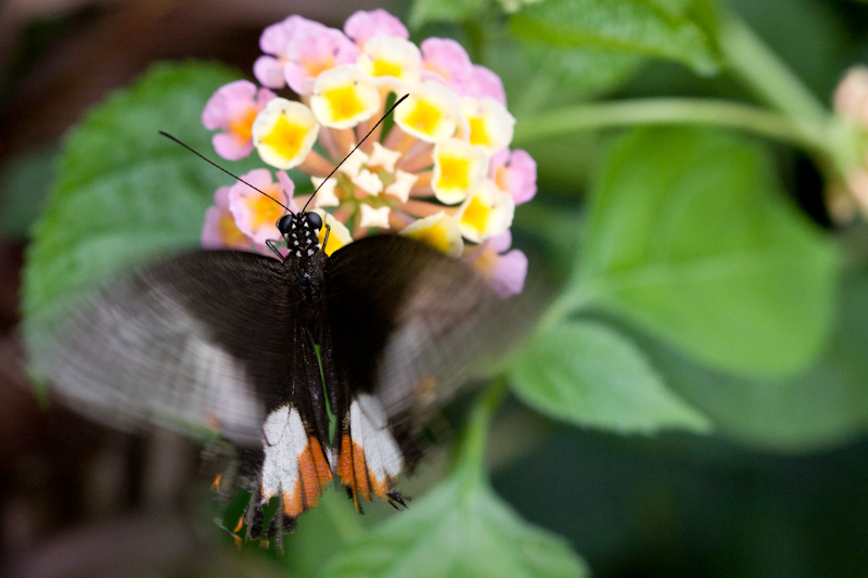 Poze cu ......: POZE CU FLUTURI EXOTICI