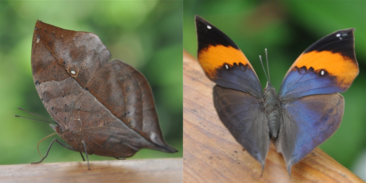 Poze cu ......: POZE CU FLUTURI EXOTICI