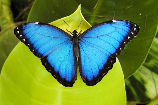 Poze cu ......: POZE CU FLUTURI EXOTICI