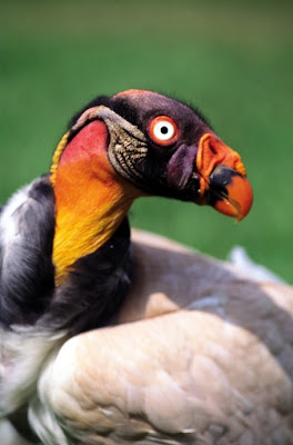 Fotografias de Aves (parte 1) : Viajes, Fotografía y Más