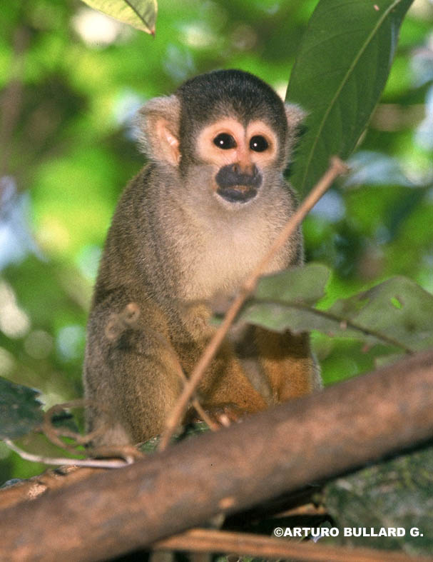 El Mono Ardilla Está de Luto : Viajes, Fotografía y Más