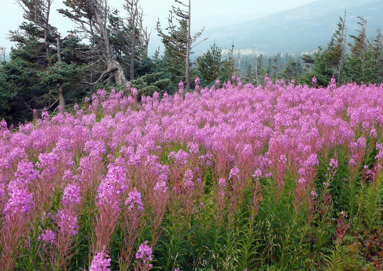 Alaska - Summer 2010