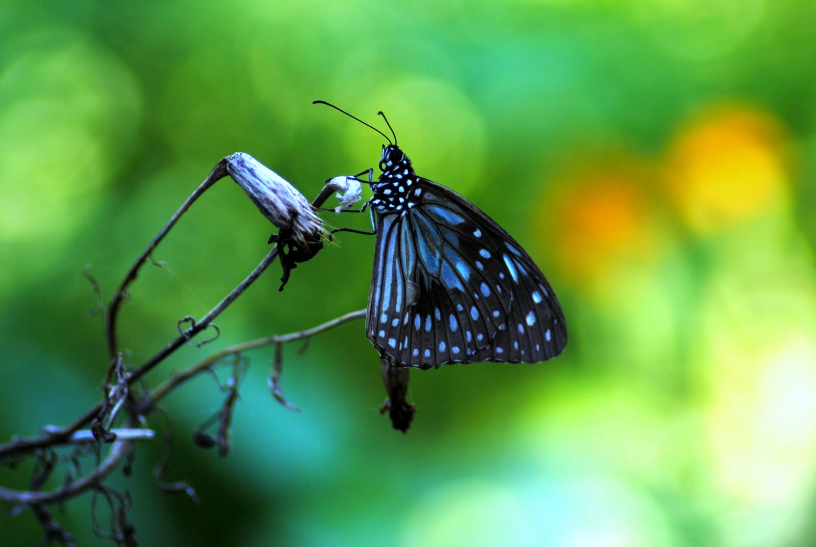 Butterfly vs Dragonfly