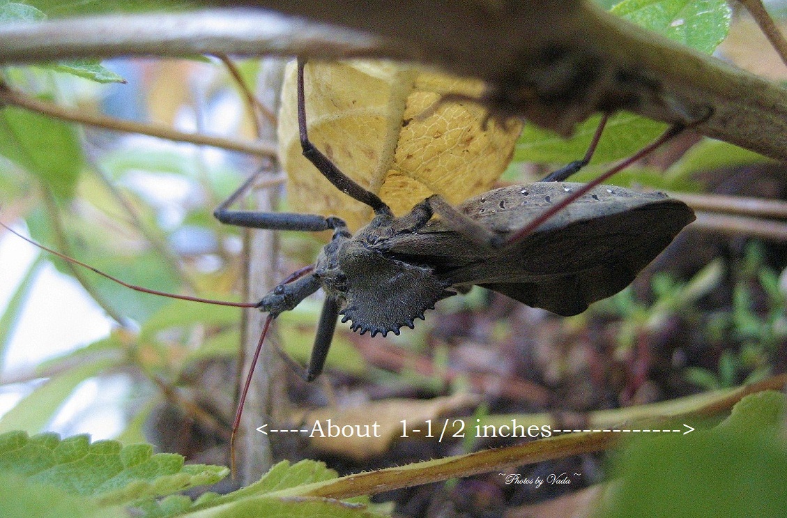 Photos by Vada: October 2010