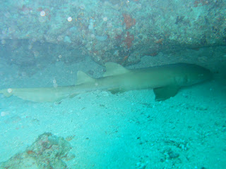 Common Shallow Water Marine Organisms: Nurse Shark