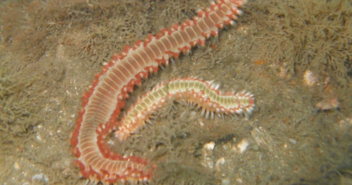 Common Shallow Water Marine Organisms: Bearded Fireworm