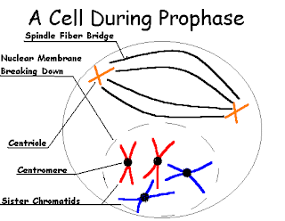 CheW on ShorTies: Mitosis (For my dear students ^_^ )