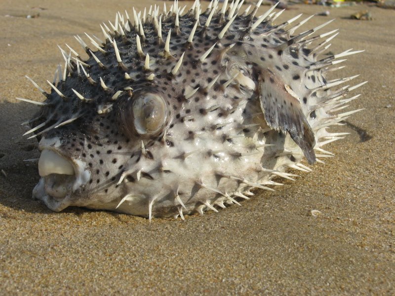 My Thoughts.. My Views....: Strange Fish