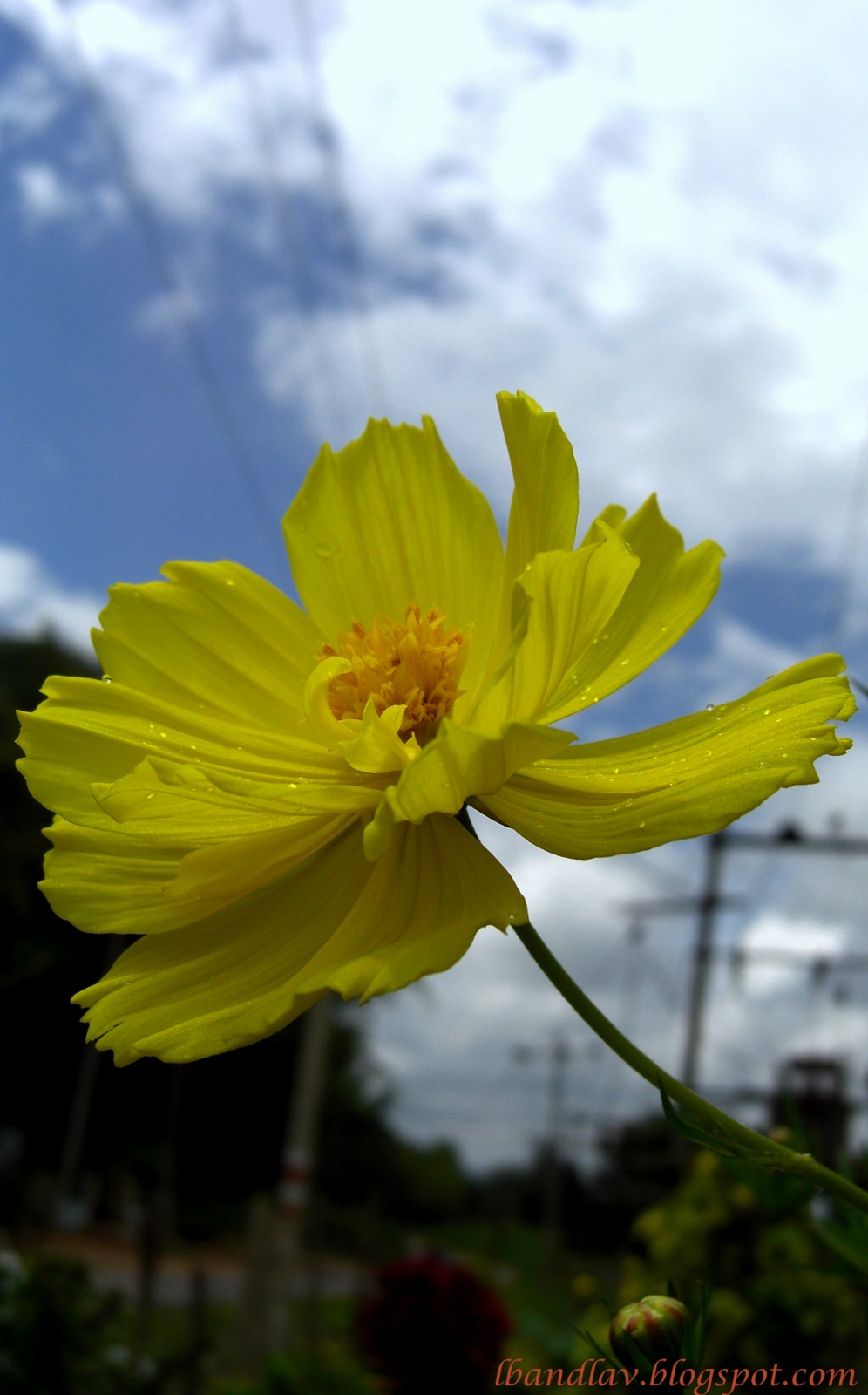 My Thoughts.. My Views....: Flowers from Coorg