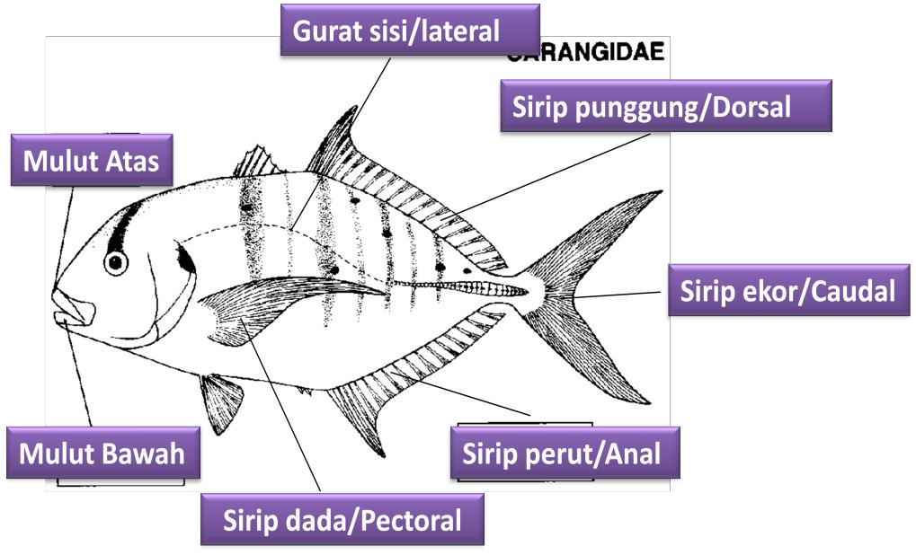 IKAN KUWE ( G. speciosus ) – Jati.id