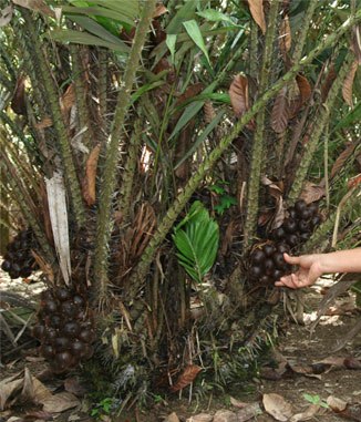 Tumbuhan liar - Buah Salak