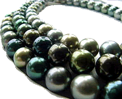 Winter Holidays: Cook Island Black Pearls