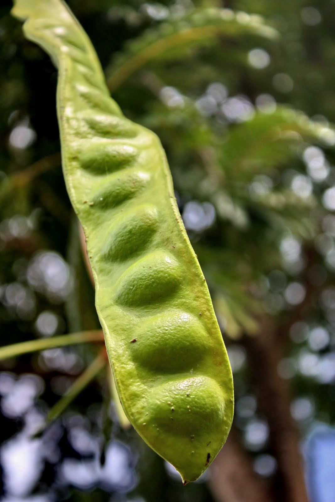 published bits: Sator: much more than a stinky bean