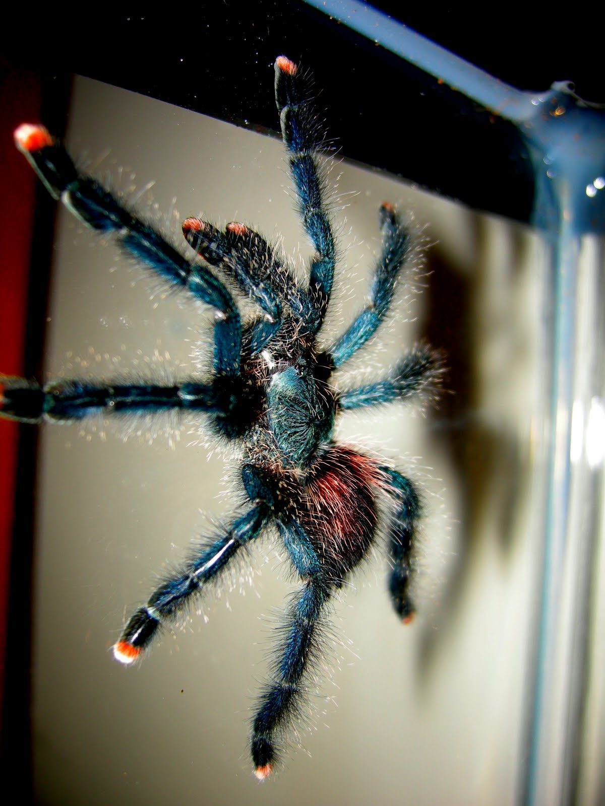 Bugs N Things: Beginner Tarantulas