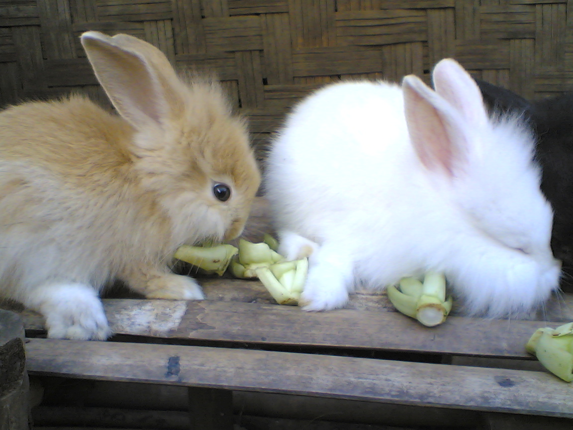 PETERNAKAN KELINCI & HAMSTER: ANAKAN KELINCI LION HEAD