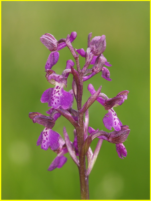 PETER'S MACRO FOTOBLOG: Travniške in gozdne rastline