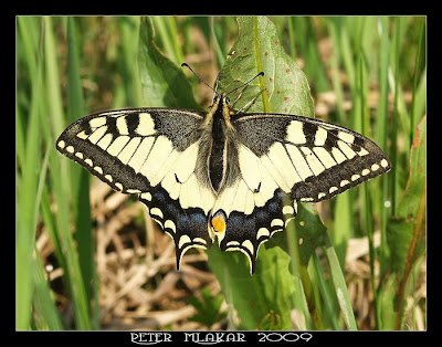 PETER'S MACRO FOTOBLOG: Lastovičar (Papilio machaon)