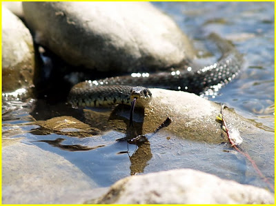 PETER'S MACRO FOTOBLOG: Belouška (Natrix natrix)