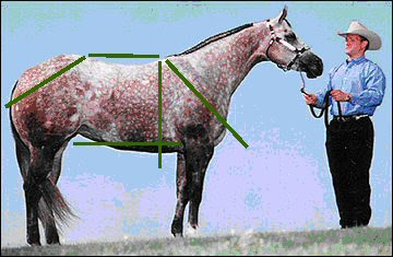 Horse Judging: Conformation Basics: Balance