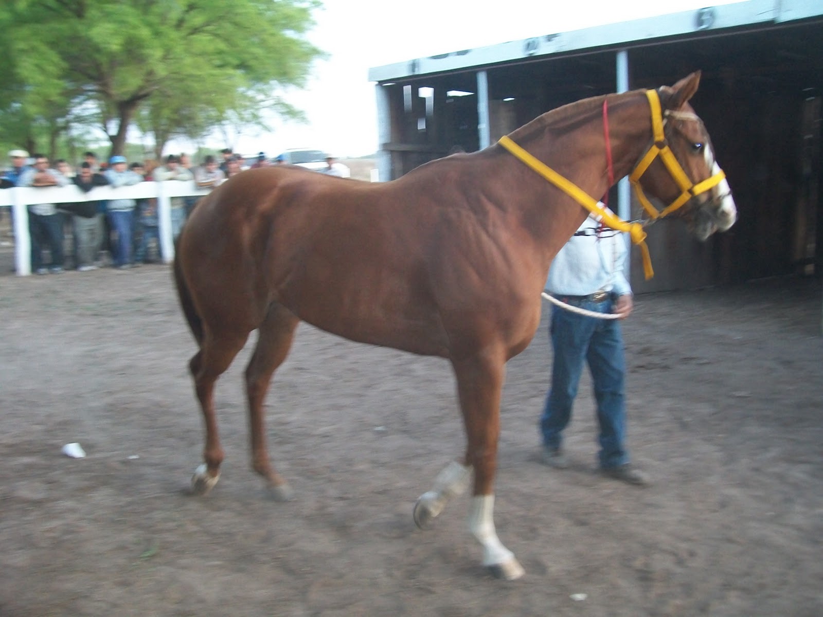 Cuadreras Chaco 2021: Un EXITO al pie de la letra en CHARATA