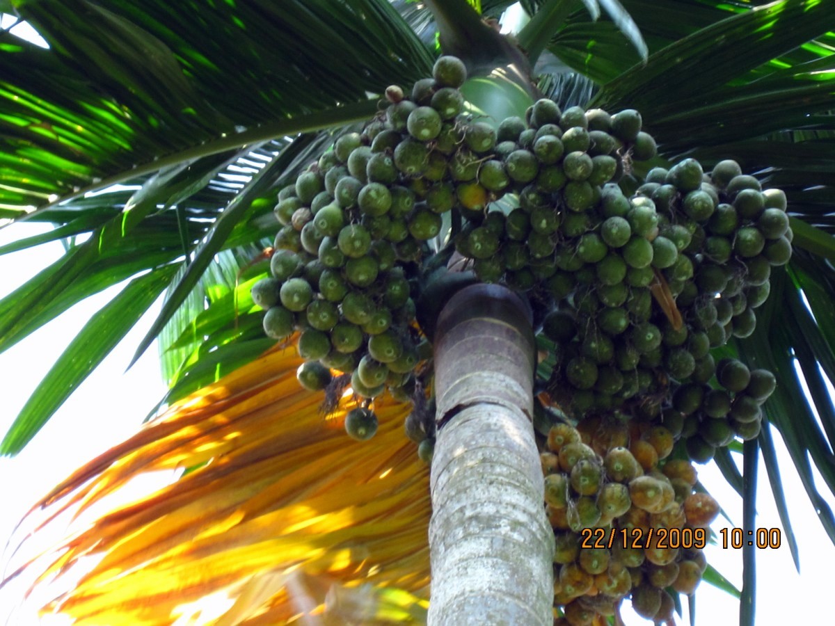 Pritham D'Souza Photography: The Arecanut Garden