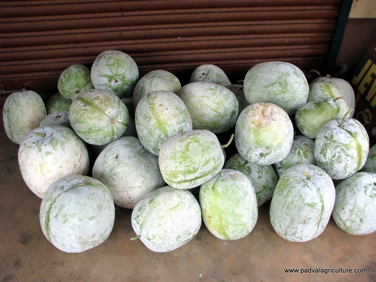 PADVAL AGRICULTURE AND FARM ENTERPRISES: Vegetable Farming