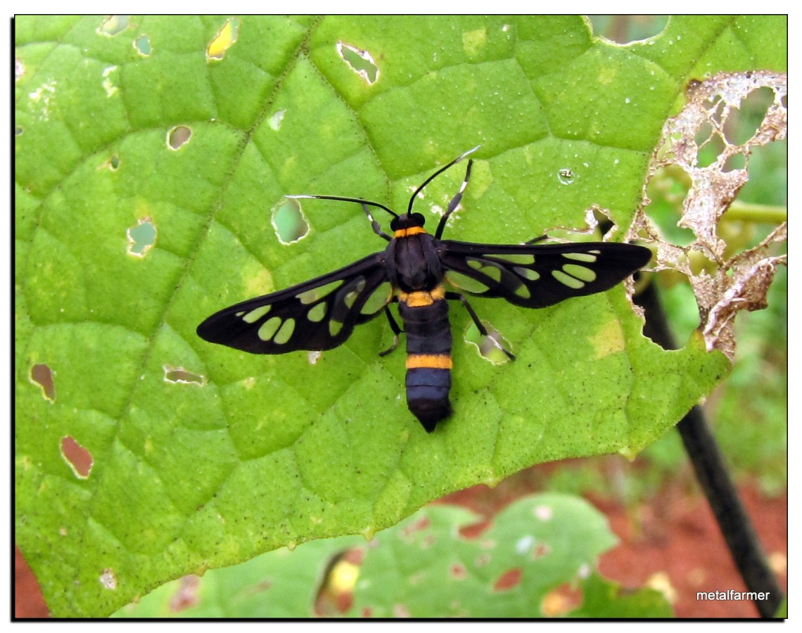 Pritham D'Souza Photography: Insect Macro Photography using Canon ...