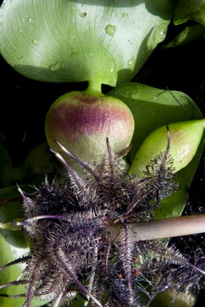 Photo Journal: Kirby Storter - the removal of Water Hyacinth