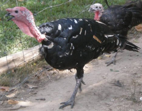 The Language of Food: Turkey