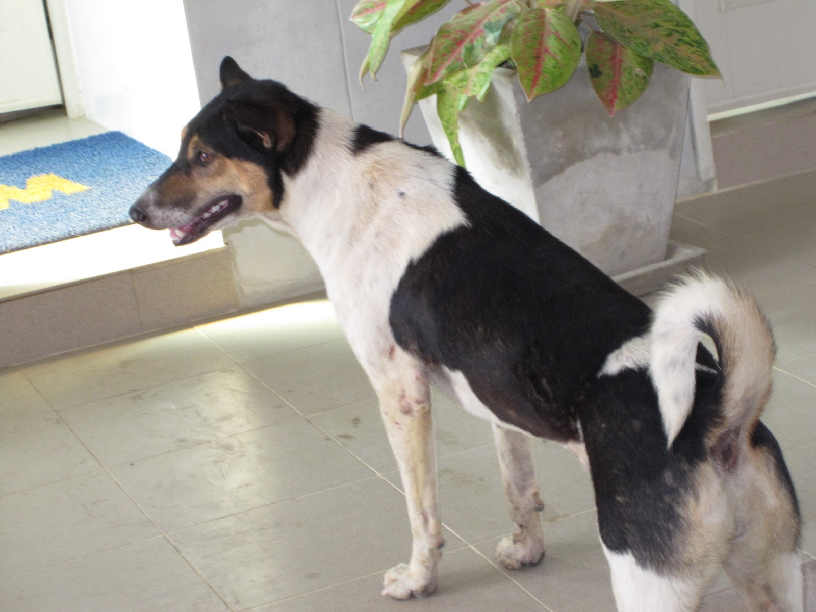 Adventures in Thailand: Parade of Soi Dogs