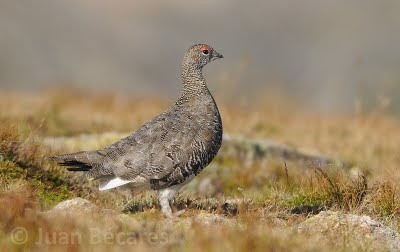Fotografía de Naturaleza Juan Bécares: Perdiz nival Lagopus mutus (Rock ...