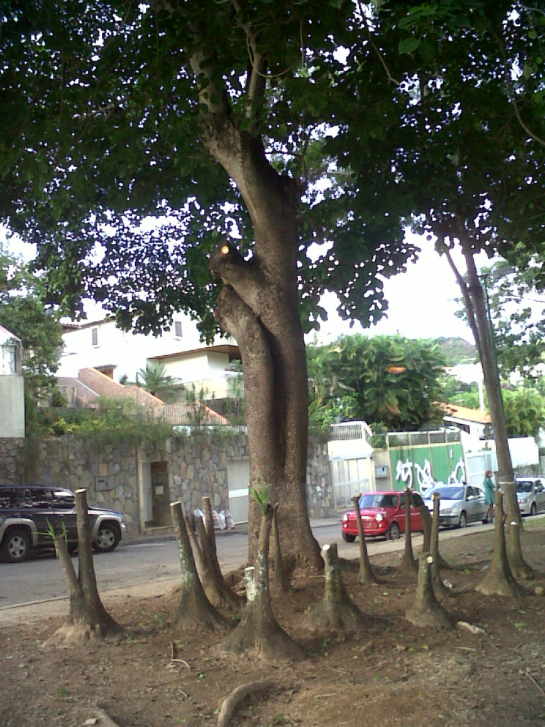 Libertad, Preciado Tesoro : Roso Blanco