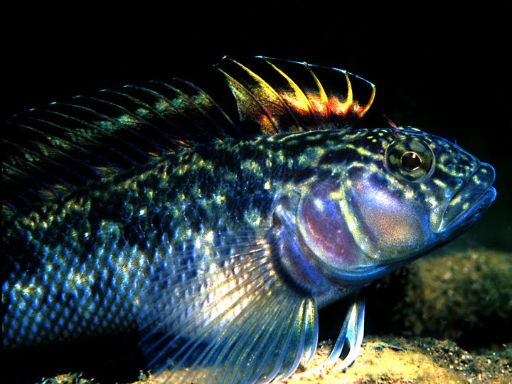 WADE T DOAK'S BLOG: BEST OF TUTUKAKA COAST SCENERY, LOCATIONS, WILDLIFE DVD