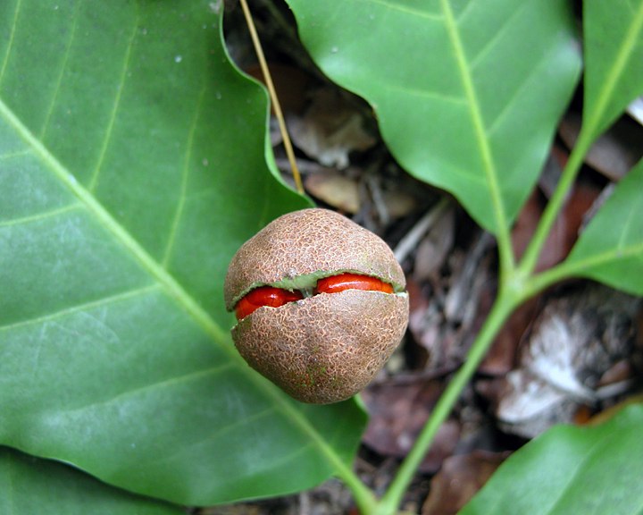 WADE T DOAK'S BLOG: JOURNEYS OVER WHAKAIRIORA-THE SACRED MOUNTAIN: Part one