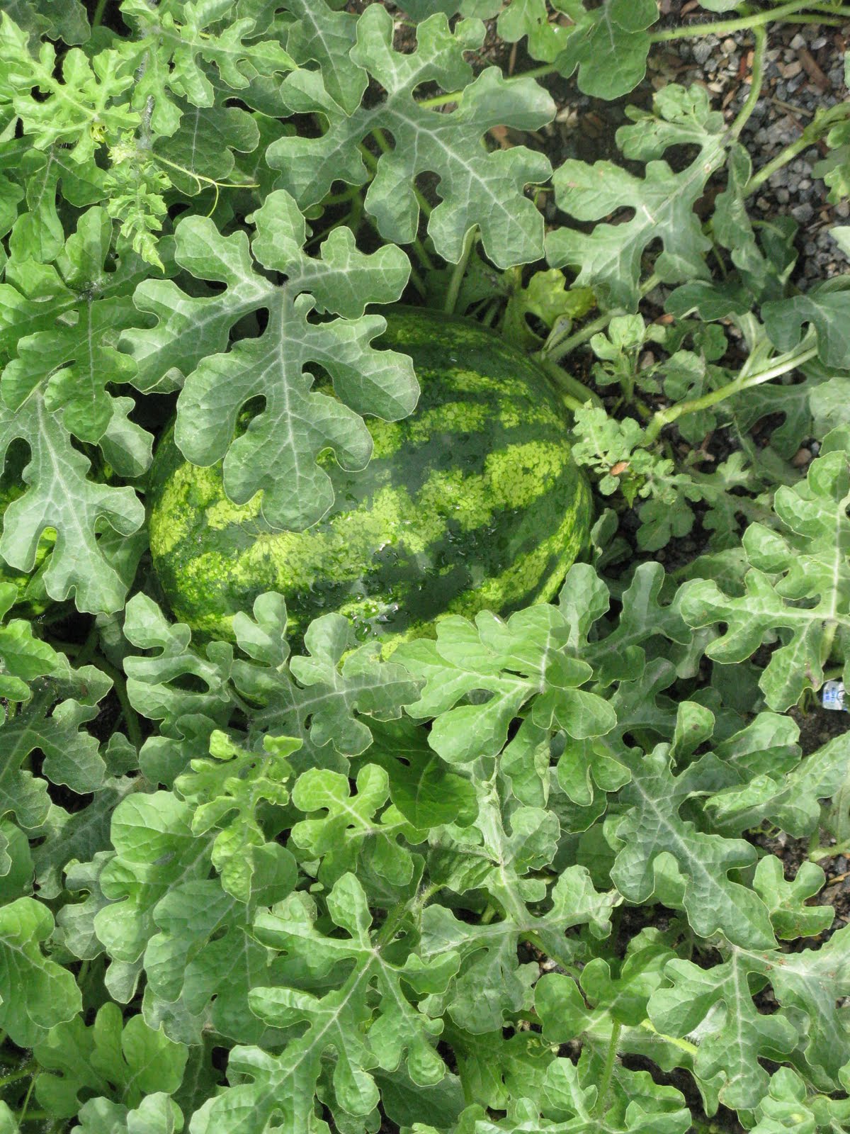 Front Range Food Gardener: When are watermelons ready?