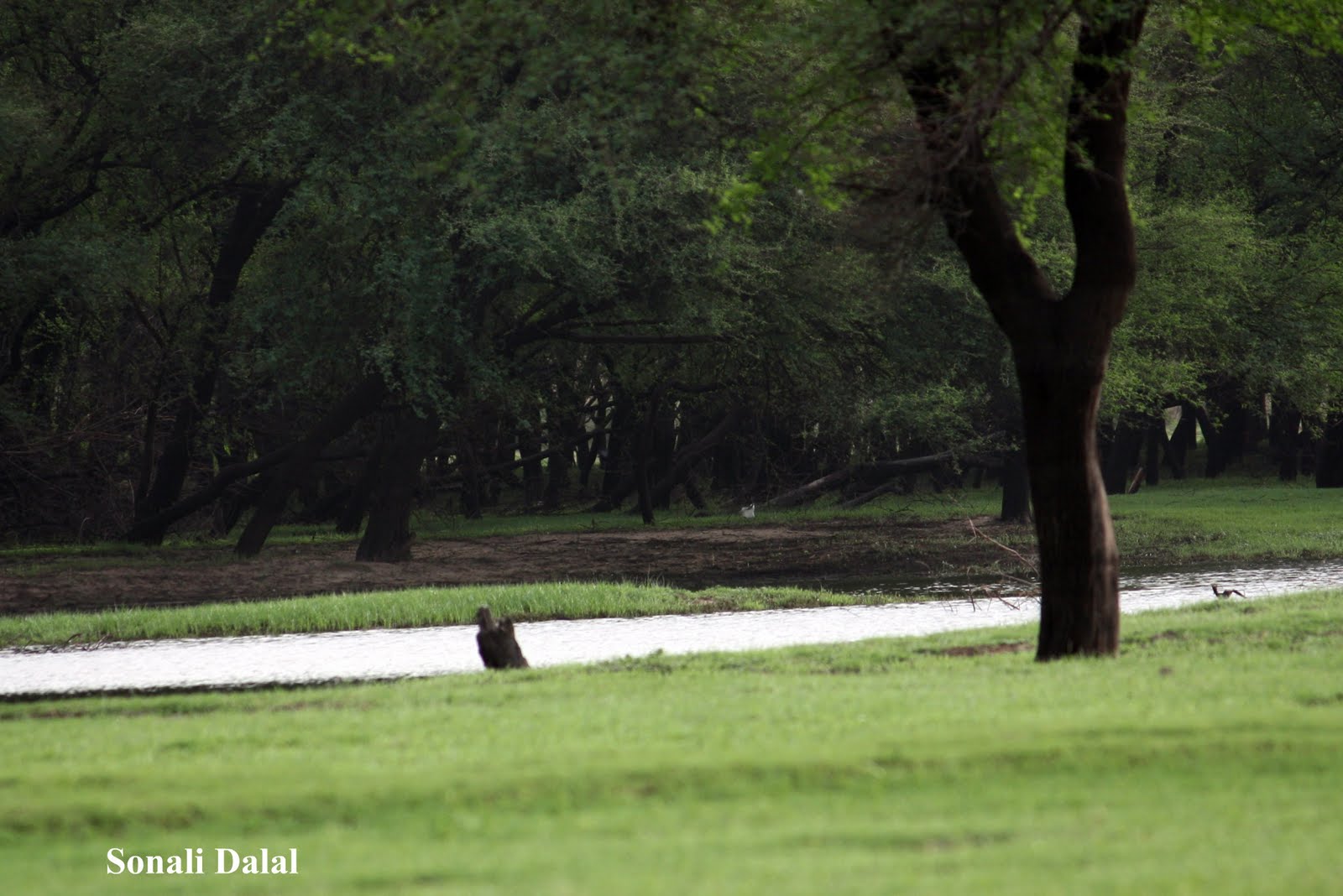 Photography and beyond: Thol Lake Landscape, Ahmedabad