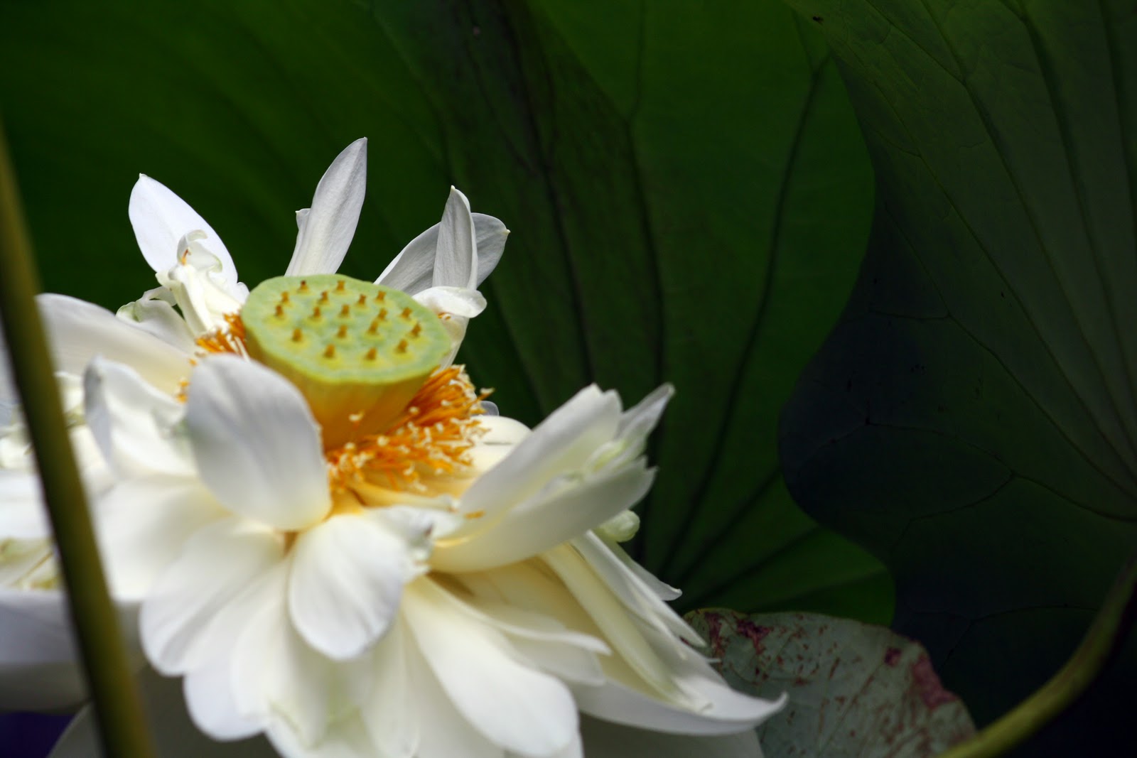 Photography and beyond: Lotus- National Flower of India
