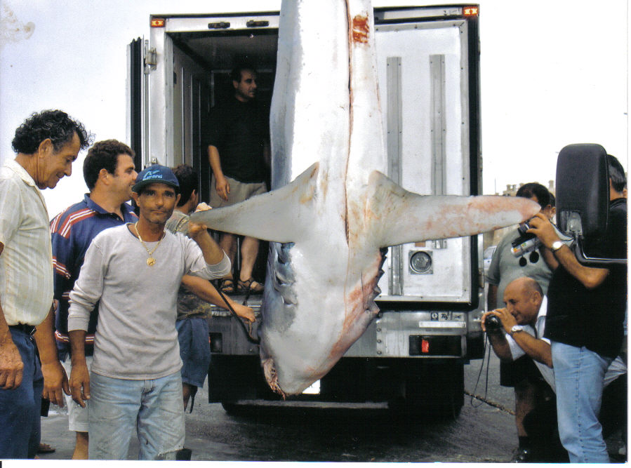 Muticaria: Sharks in Malta Part II - A killer reputation