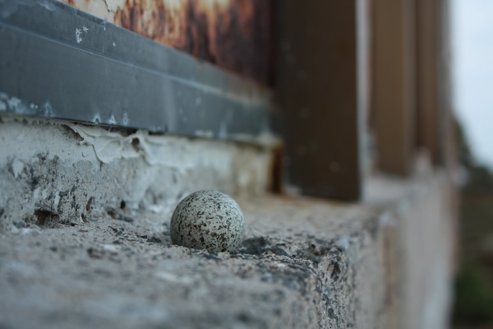 Tales from Tern Island: Terns of Tern Island