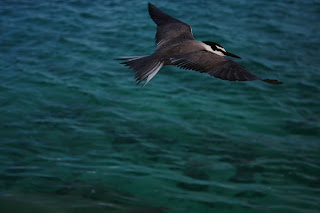 Tales from Tern Island: Terns of Tern Island