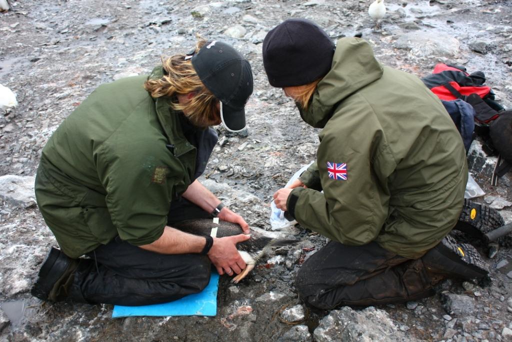 Pecked To Death By Penguins: Professional Penguin Wrangler